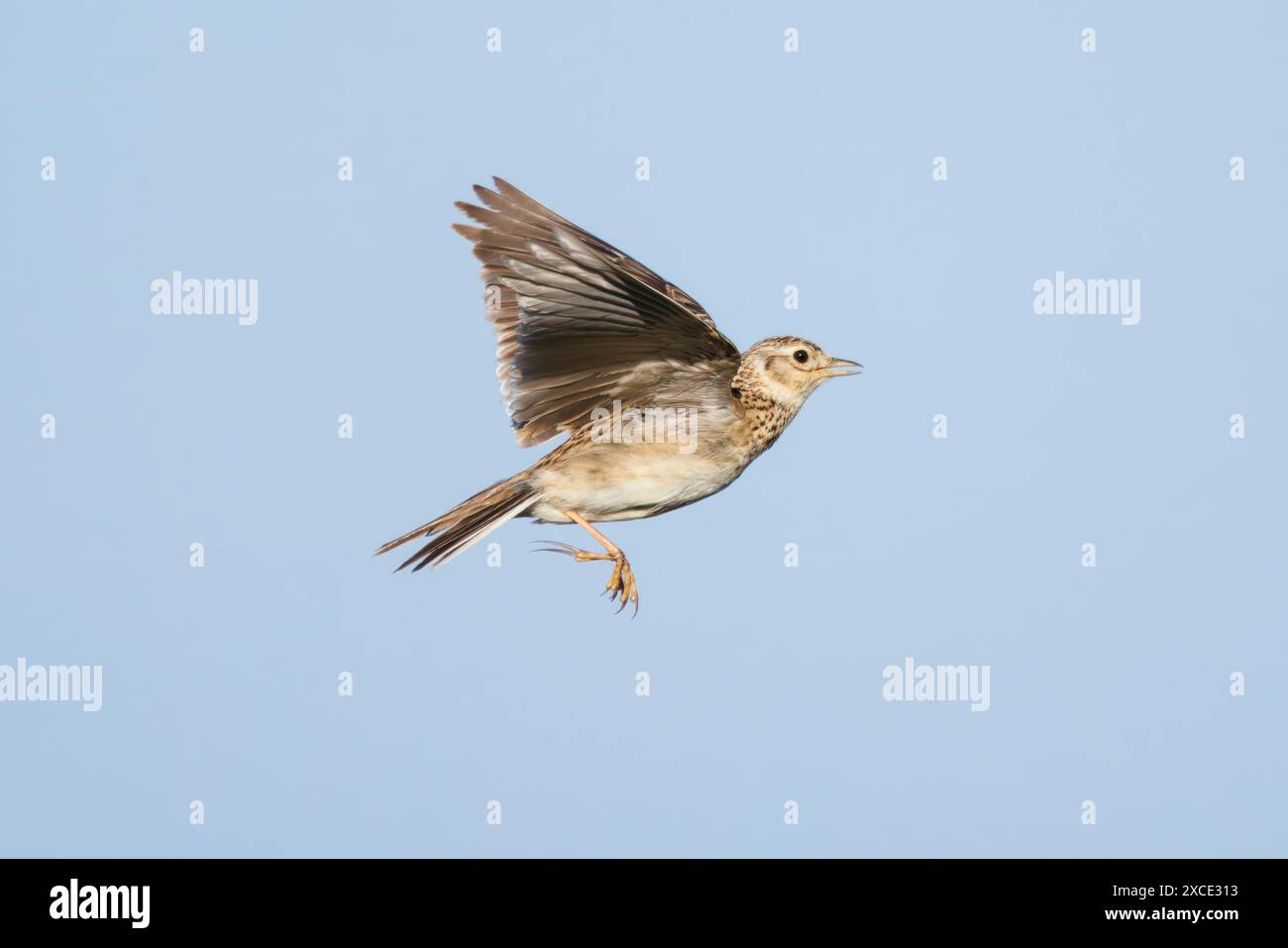 Skylark flying hi-res stock photography and images - Alamy