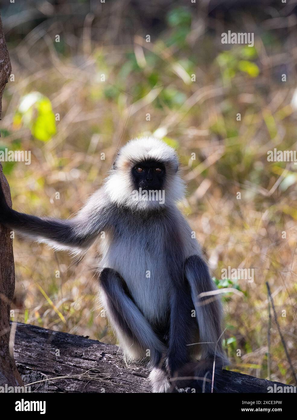 Malabar Sacred Langur or Black Footed Langur, Semnopithecus hypoleucos ...