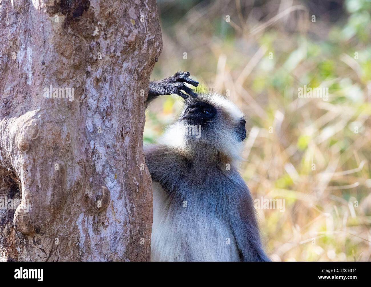 Malabar Sacred Langur or Black Footed Langur watching his hand ...
