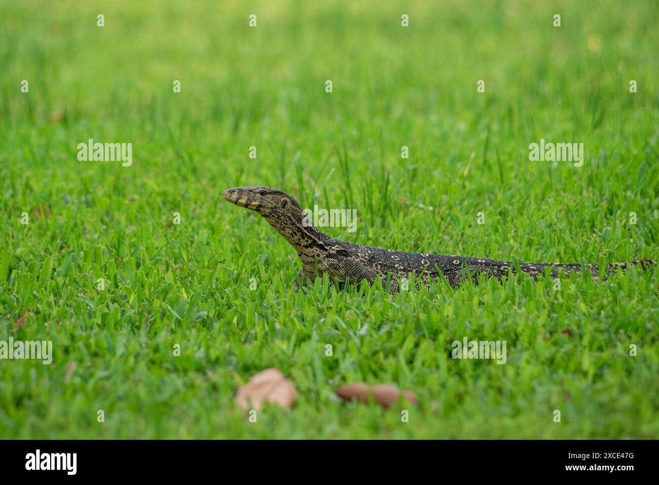 Small Komodo Dragon Monitor Lizard on grass field, animal wildlife ...