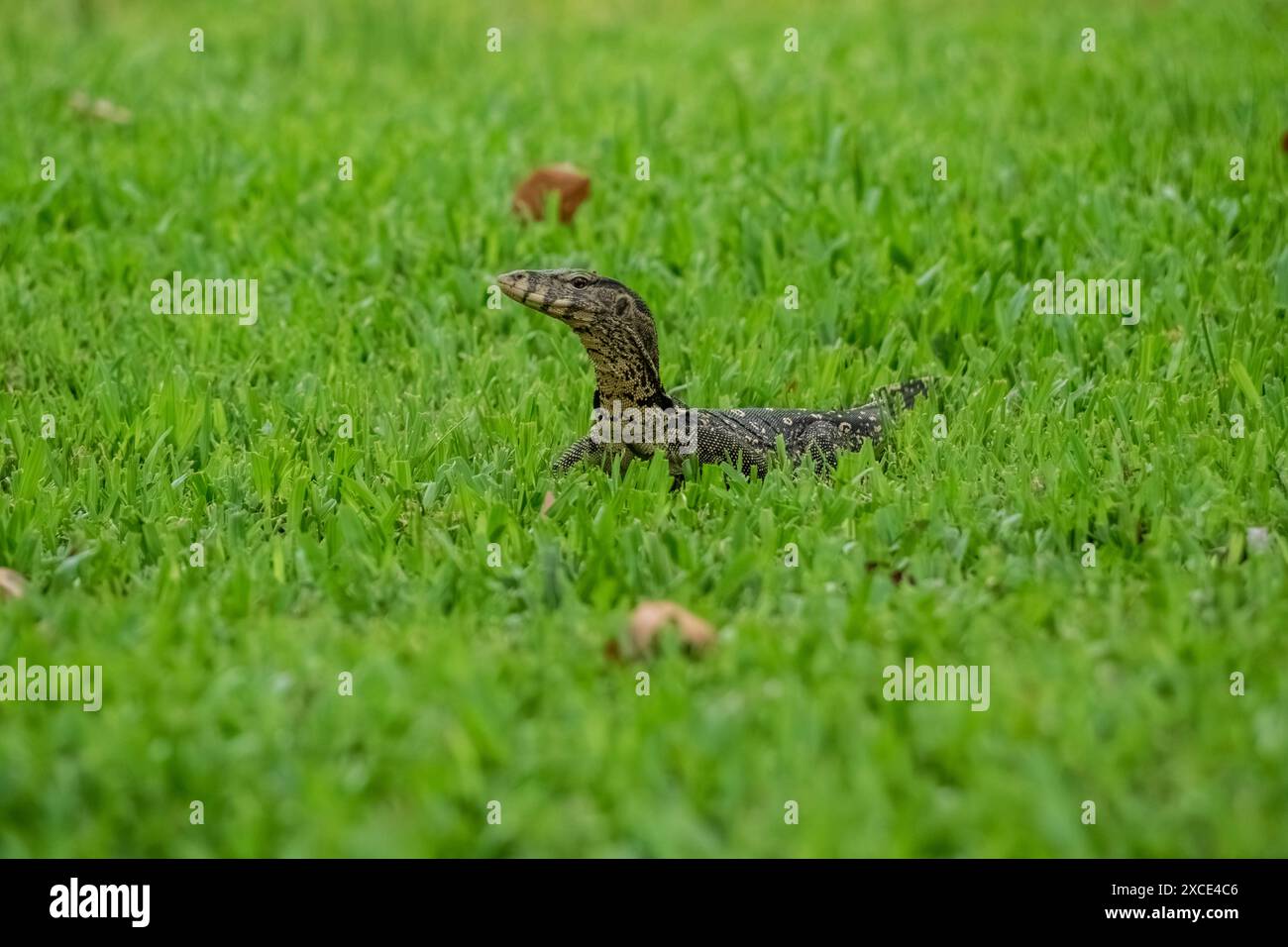 Komodo dragon lizard crawling on hi-res stock photography and images ...