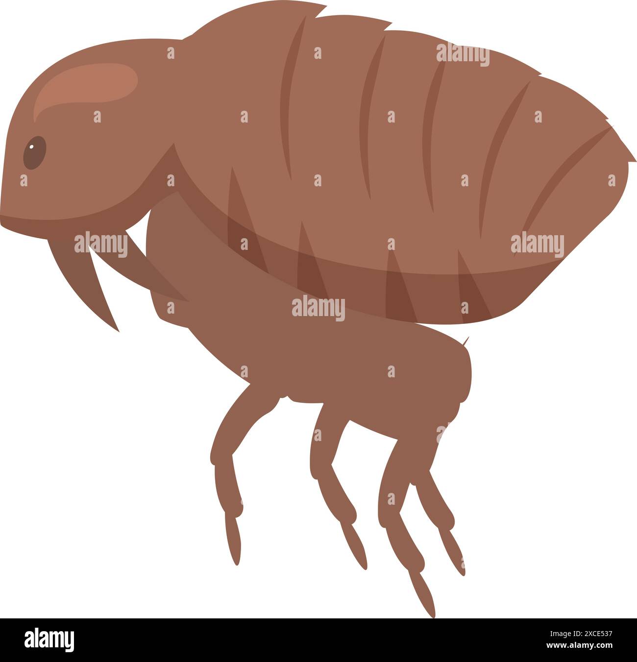 Flea is jumping, spreading disease, biting skin, and acting as a ...