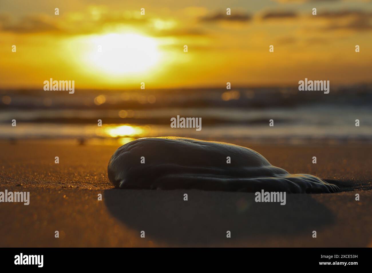 Discover the stunning beauty of Sylt Island through these captivating ...