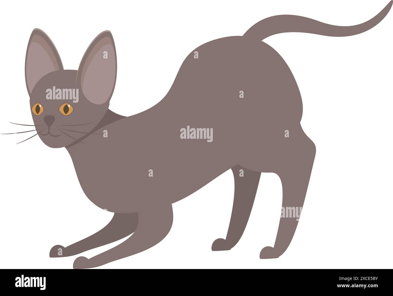 Grey cat stretching its body, getting ready to play, isolated on white ...