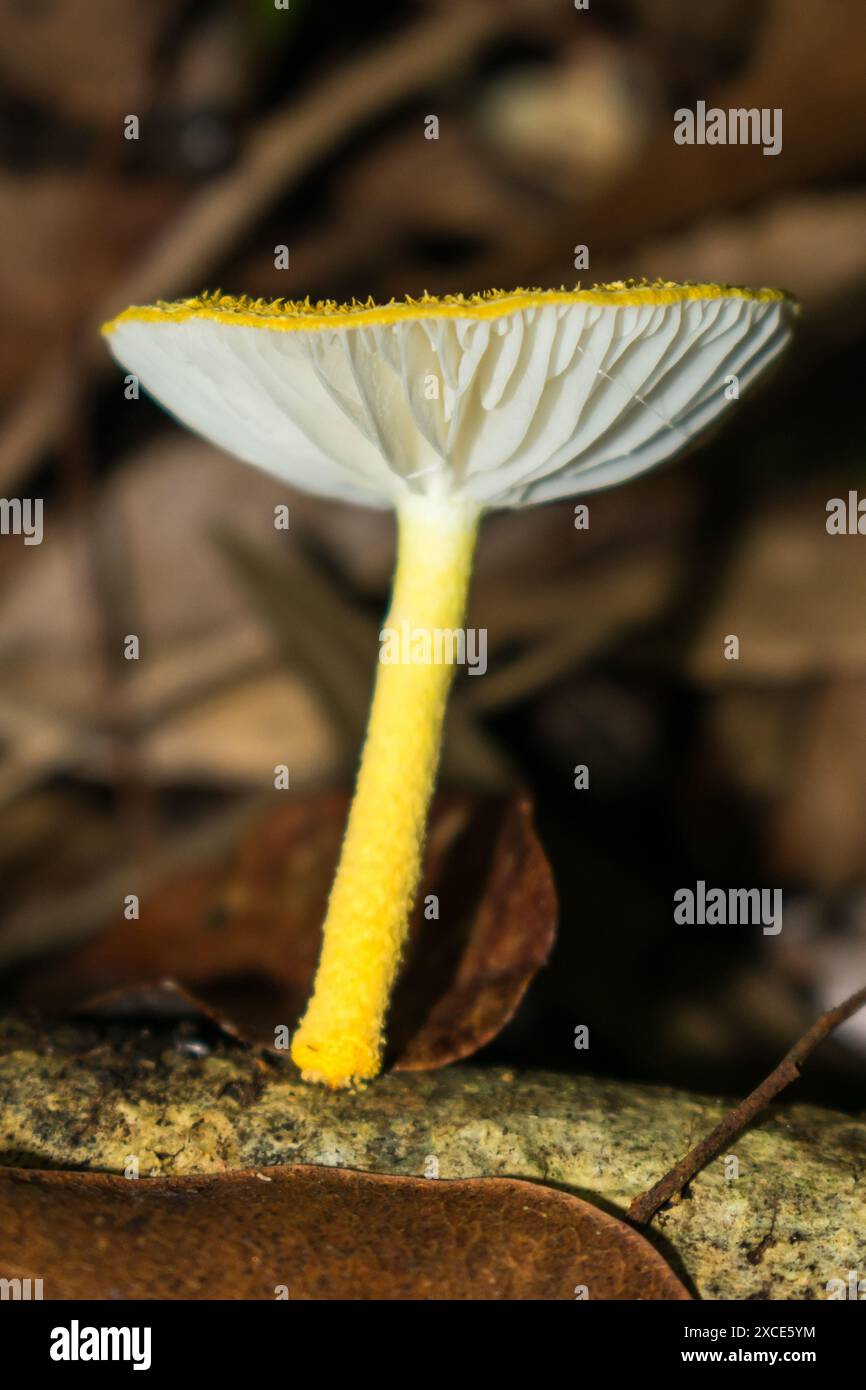 Cyptotrama asprata (Golden-scruffy collybia), wild mushroom in Sao ...