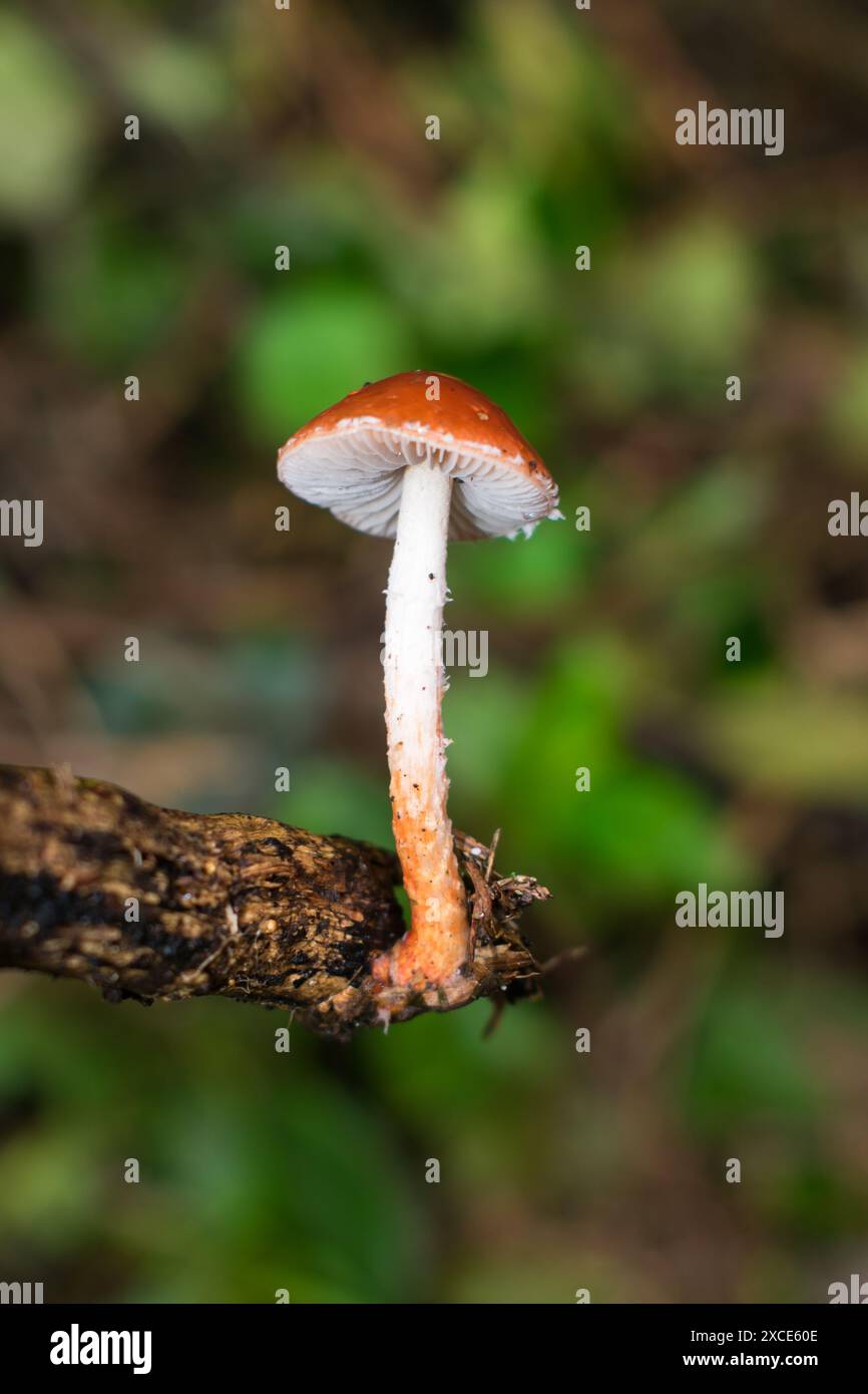 Leratiomyces ceres (Redlead roundhead), wild mushroom in Sao Francisco ...