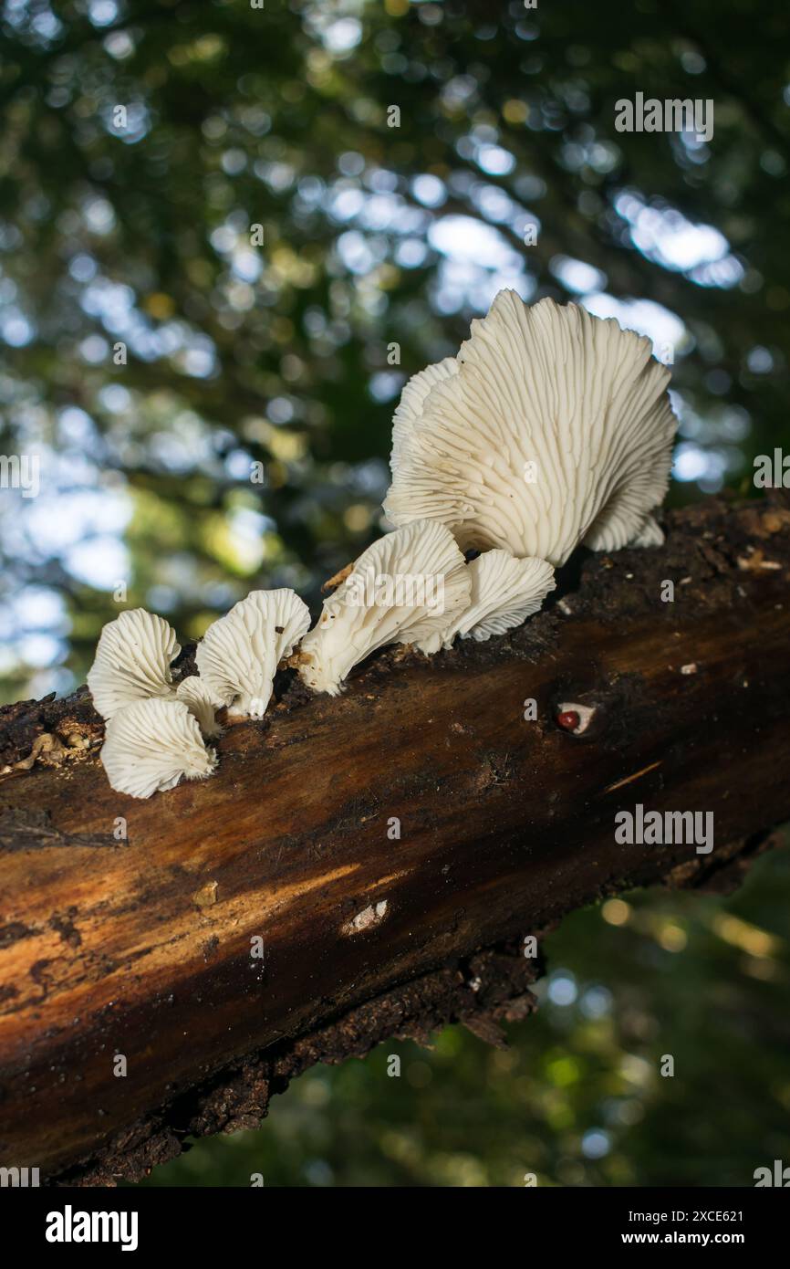 Pleurotus pulmonarius, wild edible mushroom in Sao Francisco de Paula ...