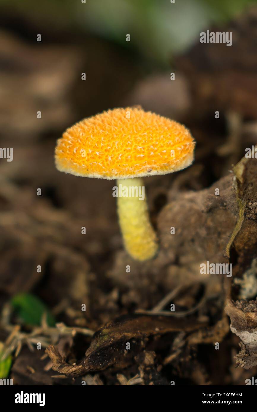Cyptotrama asprata (Golden-scruffy collybia), wild mushroom in Sao ...