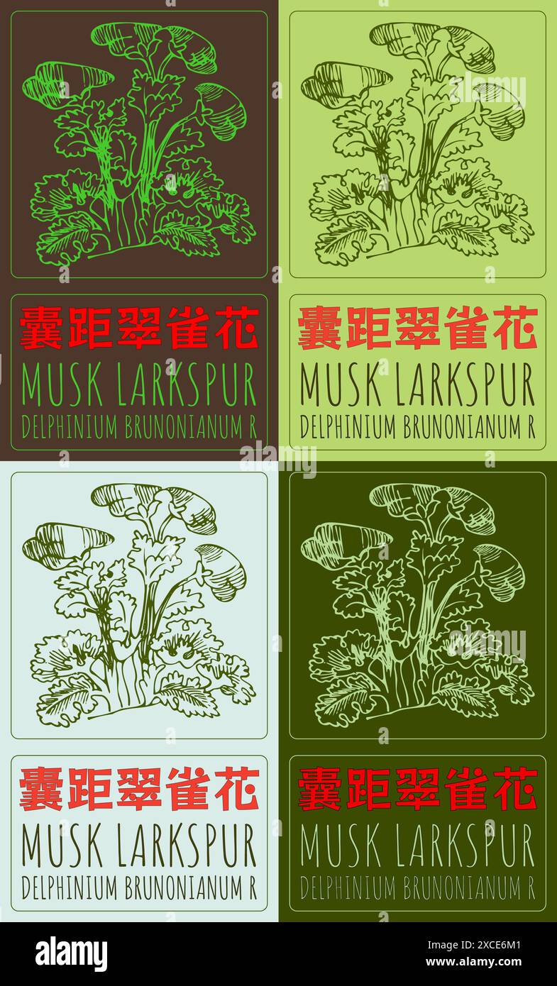 Set of vector drawing MUSK LARKSPUR in Chinese in various colors. Hand ...