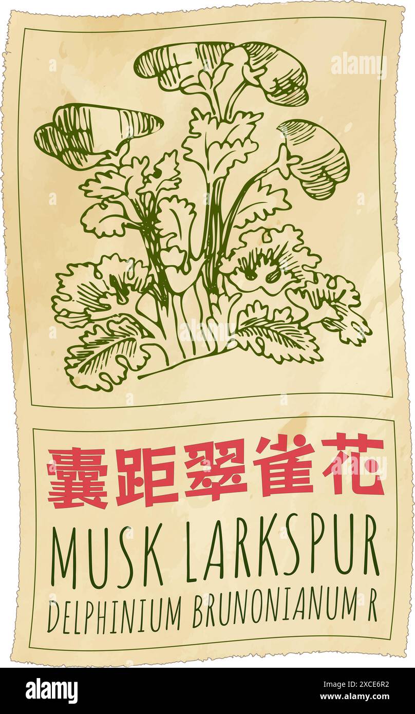 Vector drawing MUSK LARKSPUR in Chinese. Hand drawn illustration. The ...