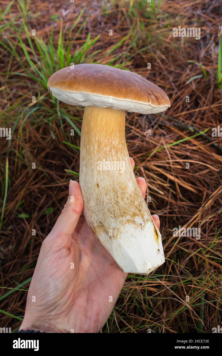 Boletus edulis (Porcini, King Bolete), wild edible mushroom in Sao ...