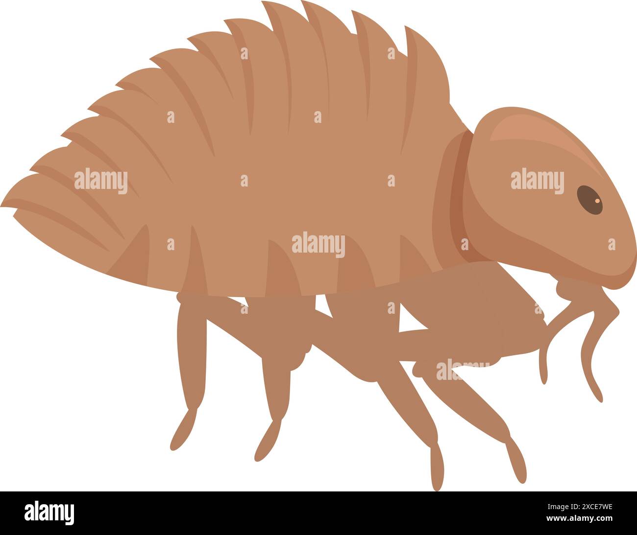 Flea insect pest walking, this animal can spread disease and carry ...