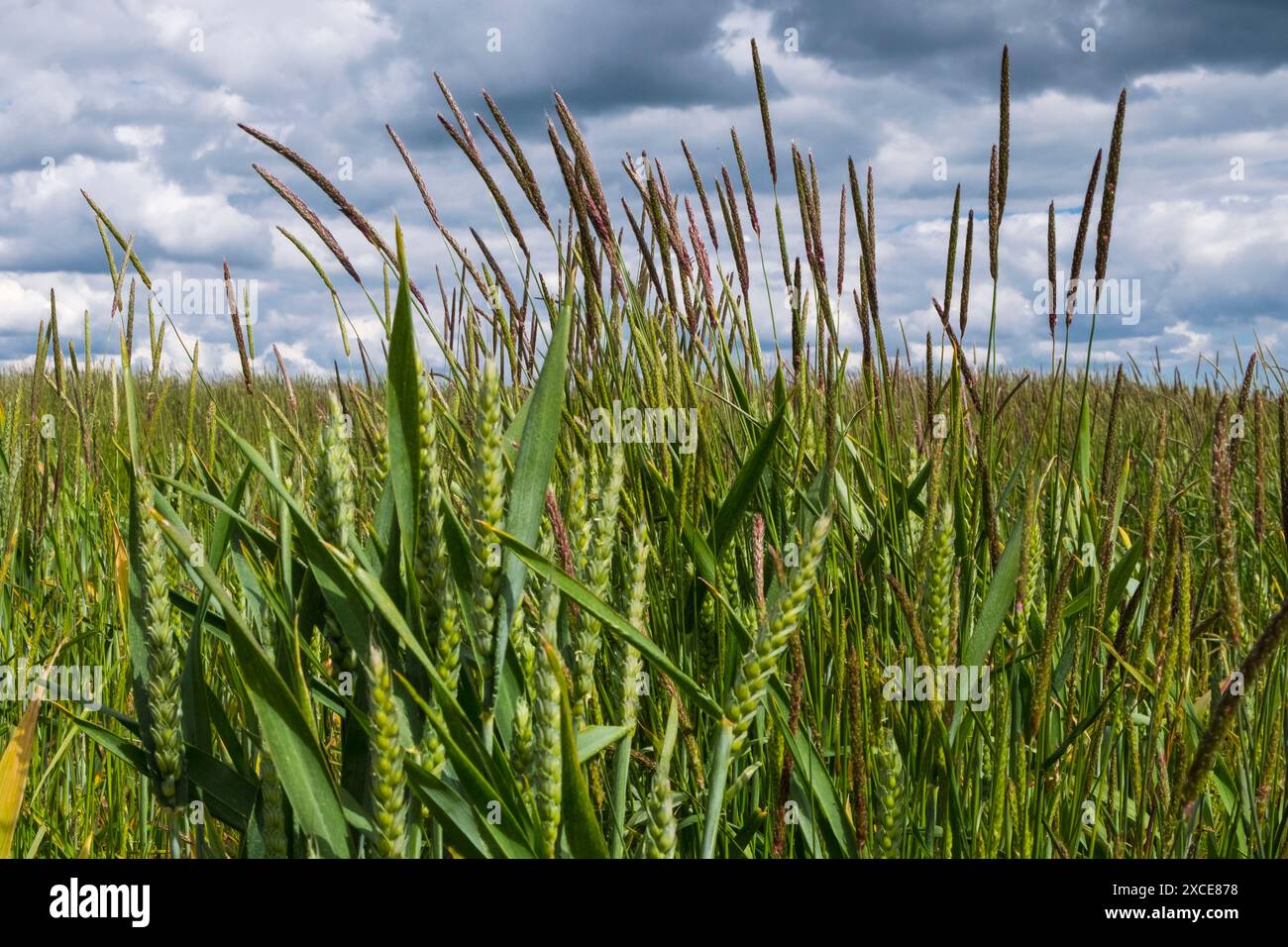 Black Grass, a weed, growing in a wheat field. Suffolk, UK Stock Photo ...