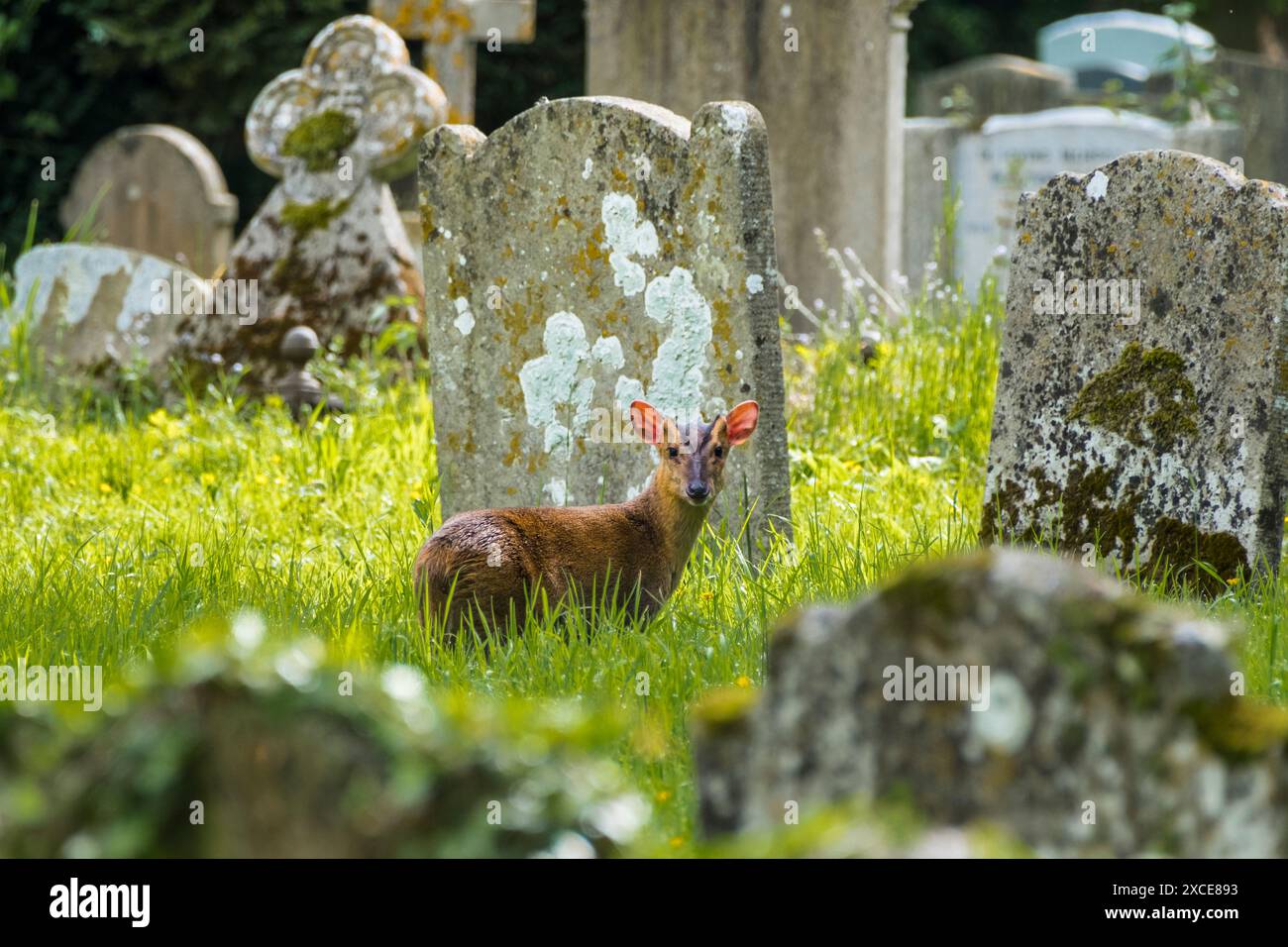 Muntjac deer in the church yard of St Peter and St Paul, Hoxne, Suffolk ...