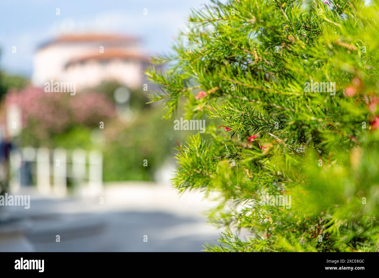 Green Bush Grevillea Canberra Gem With Red Flowers in Front of a ...