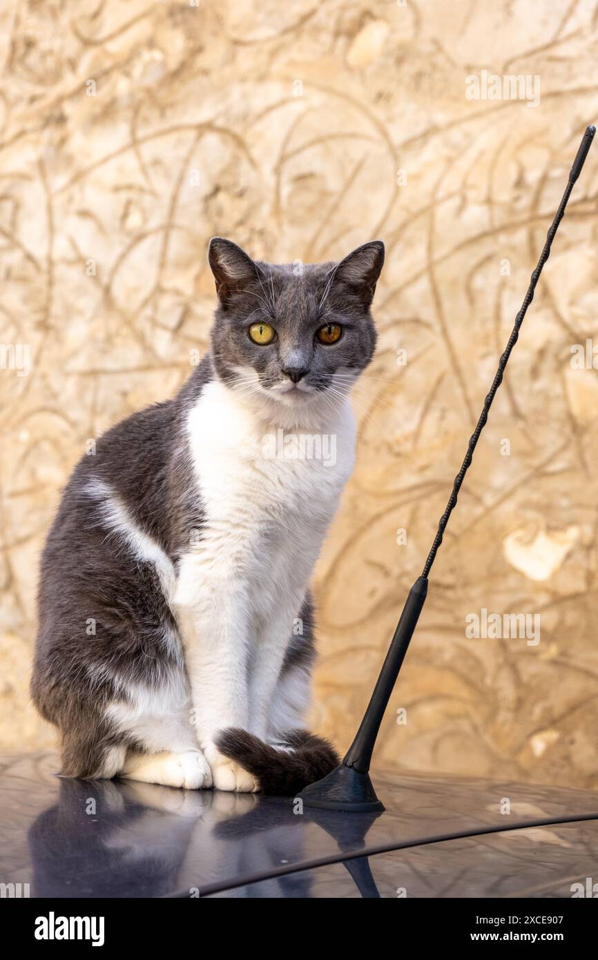 Open top cat hi-res stock photography and images - Alamy
