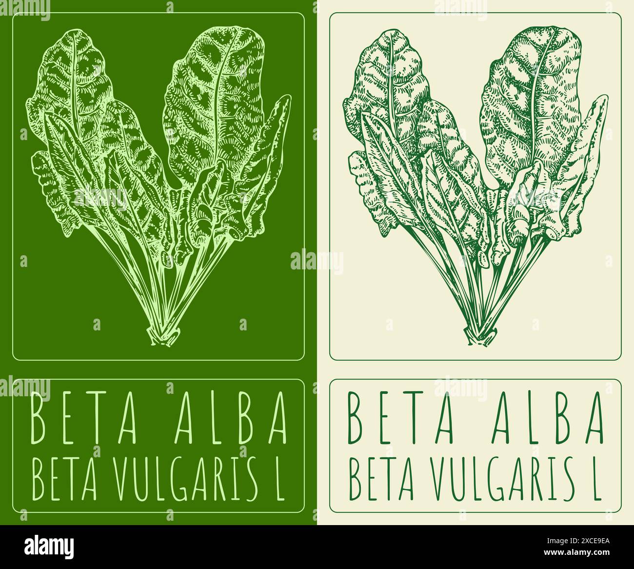 Vector drawing BETA ALBA in Chinese. Hand drawn illustration. The Latin ...