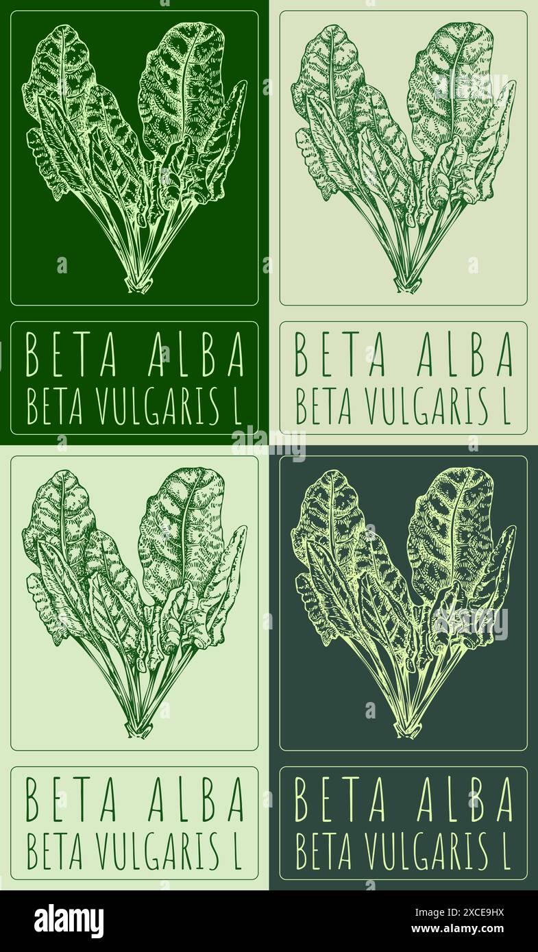Set of vector drawing BETA ALBA in Chinese in various colors. Hand ...