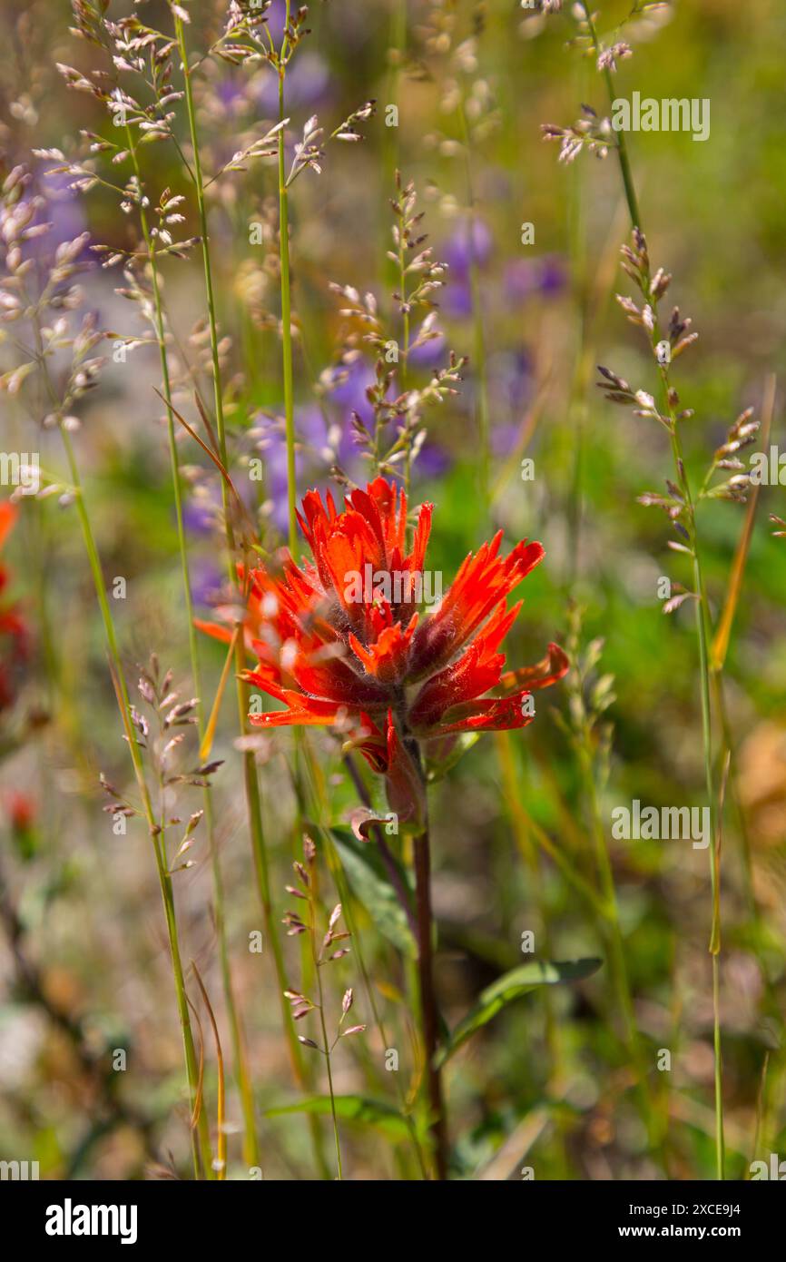 Indian paint brush hi-res stock photography and images - Alamy