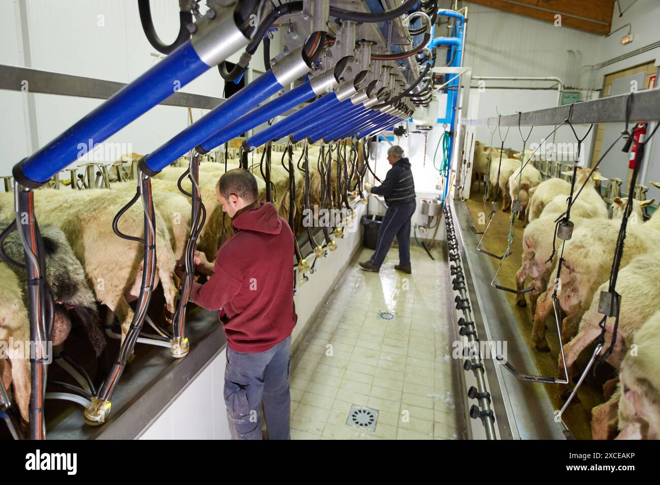 Milking sheep Dairy sheep being milked at a farm The farmers are ...