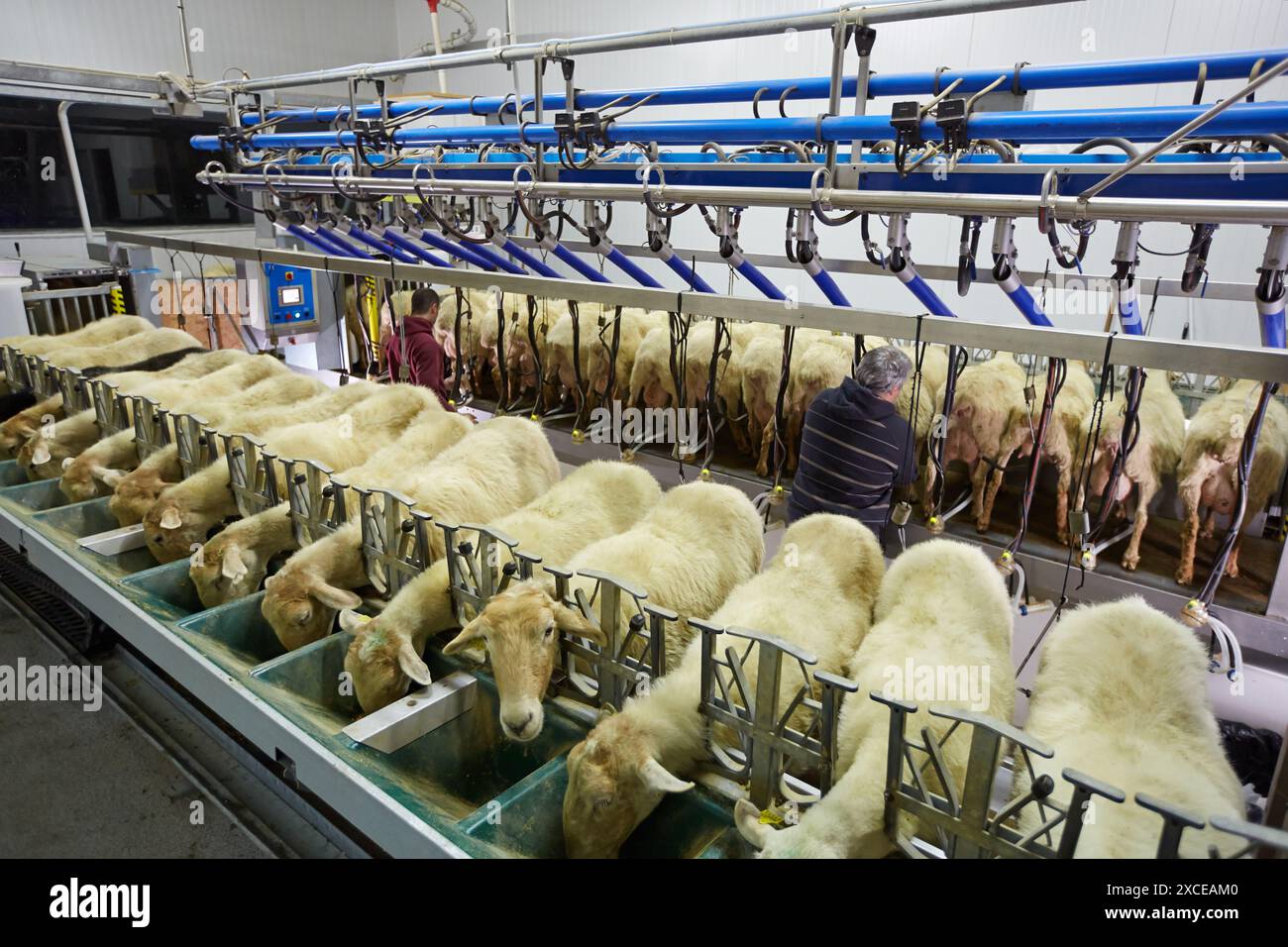 Milking sheep Dairy sheep being milked at a farm The farmers are ...