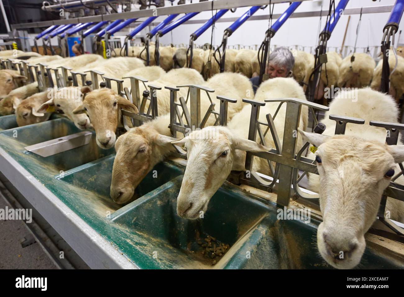 Milking sheep Dairy sheep being milked at a farm The farmers are attaching suction tubes to the ...