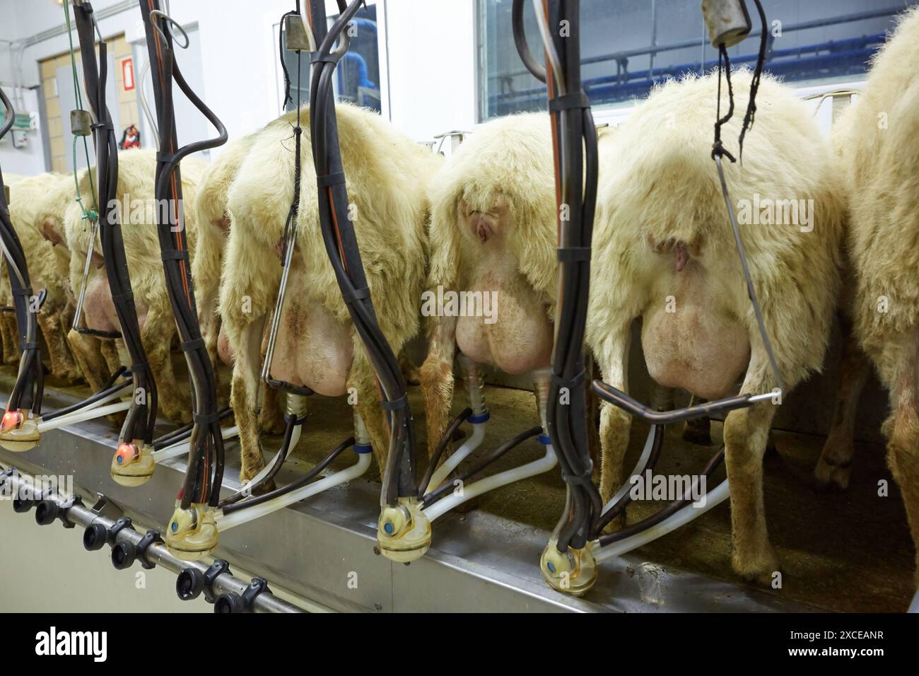 Milking sheep Dairy sheep being milked at a farm The farmers are ...