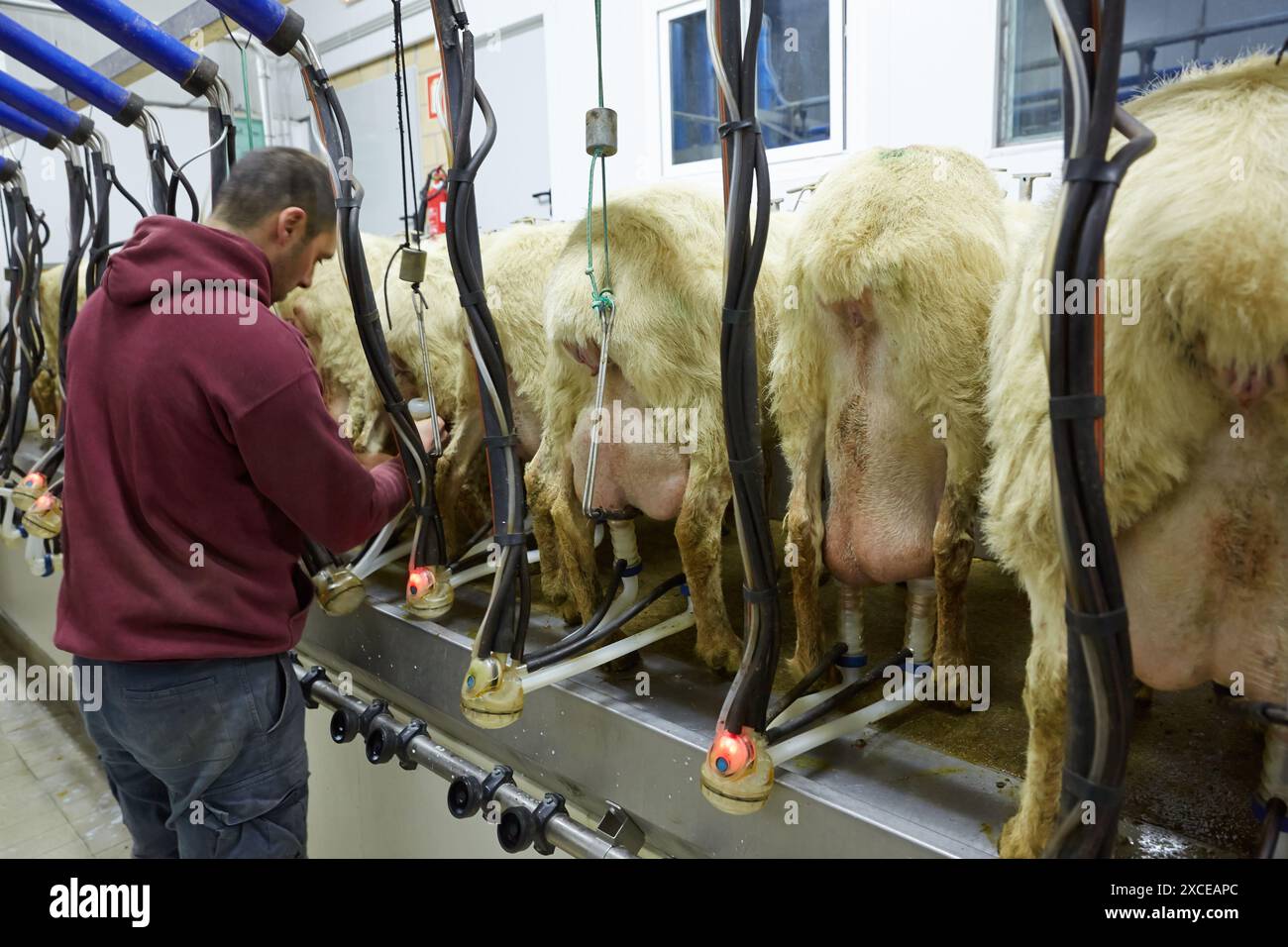 Milking sheep Dairy sheep being milked at a farm The farmers are attaching suction tubes to the ...