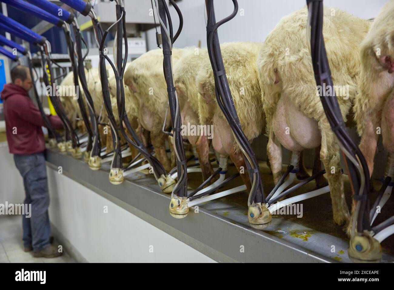 Milking sheep Dairy sheep being milked at a farm The farmers are ...