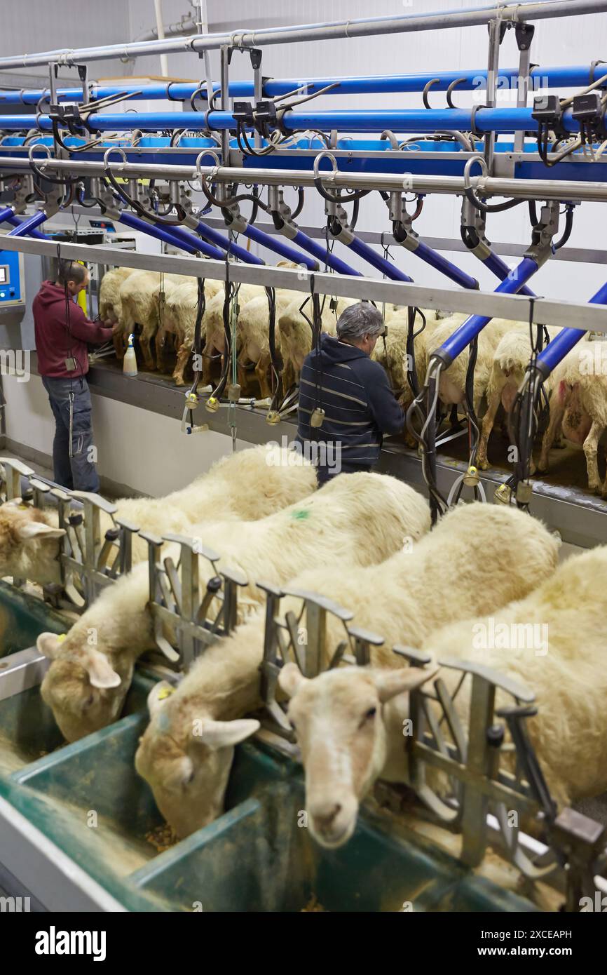 Milking sheep. Dairy sheep being milked at a farm. The farmers are ...