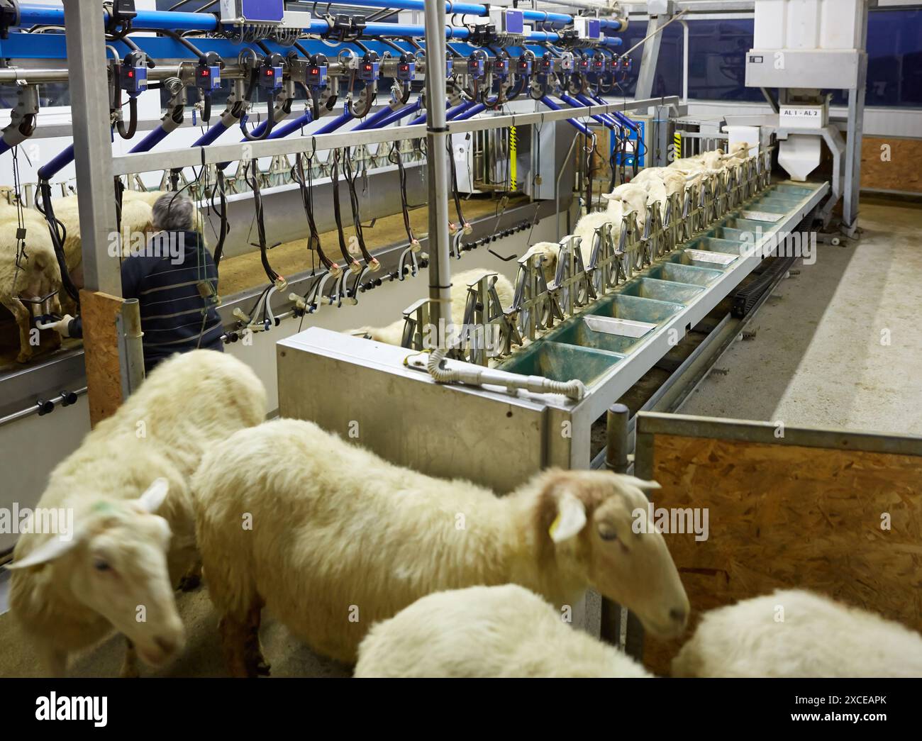 Milking sheep Dairy sheep being milked at a farm The farmers are ...