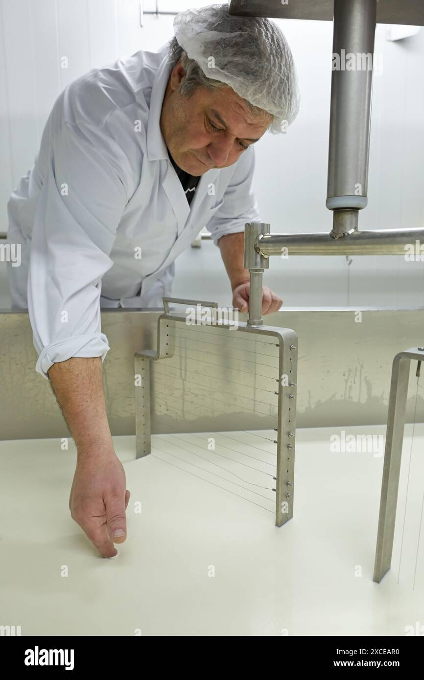 Making cheese from sheeps milk Latxa Designation of origin Idiazabal ...