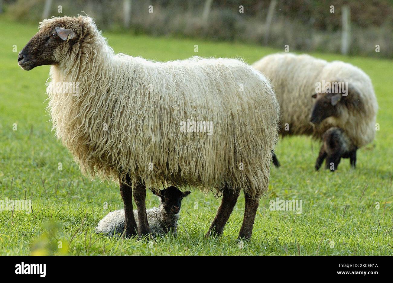 ´Latza´ sheep, adults and lambs. Legazpi. Guipúzcoa, Spain Stock Photo ...