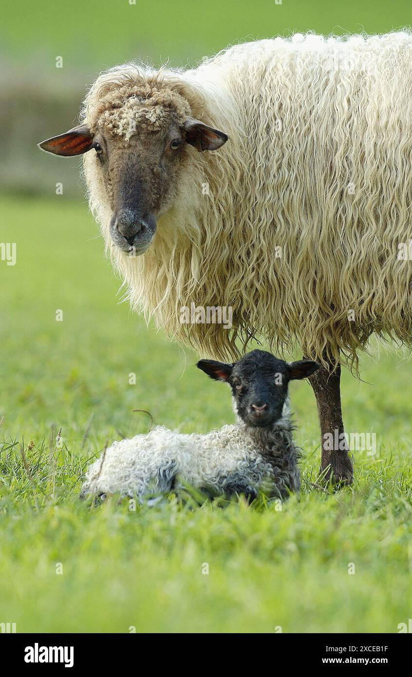 ´Latza´ sheep, adult and lamb. Legazpi. Guipúzcoa, Spain Stock Photo ...