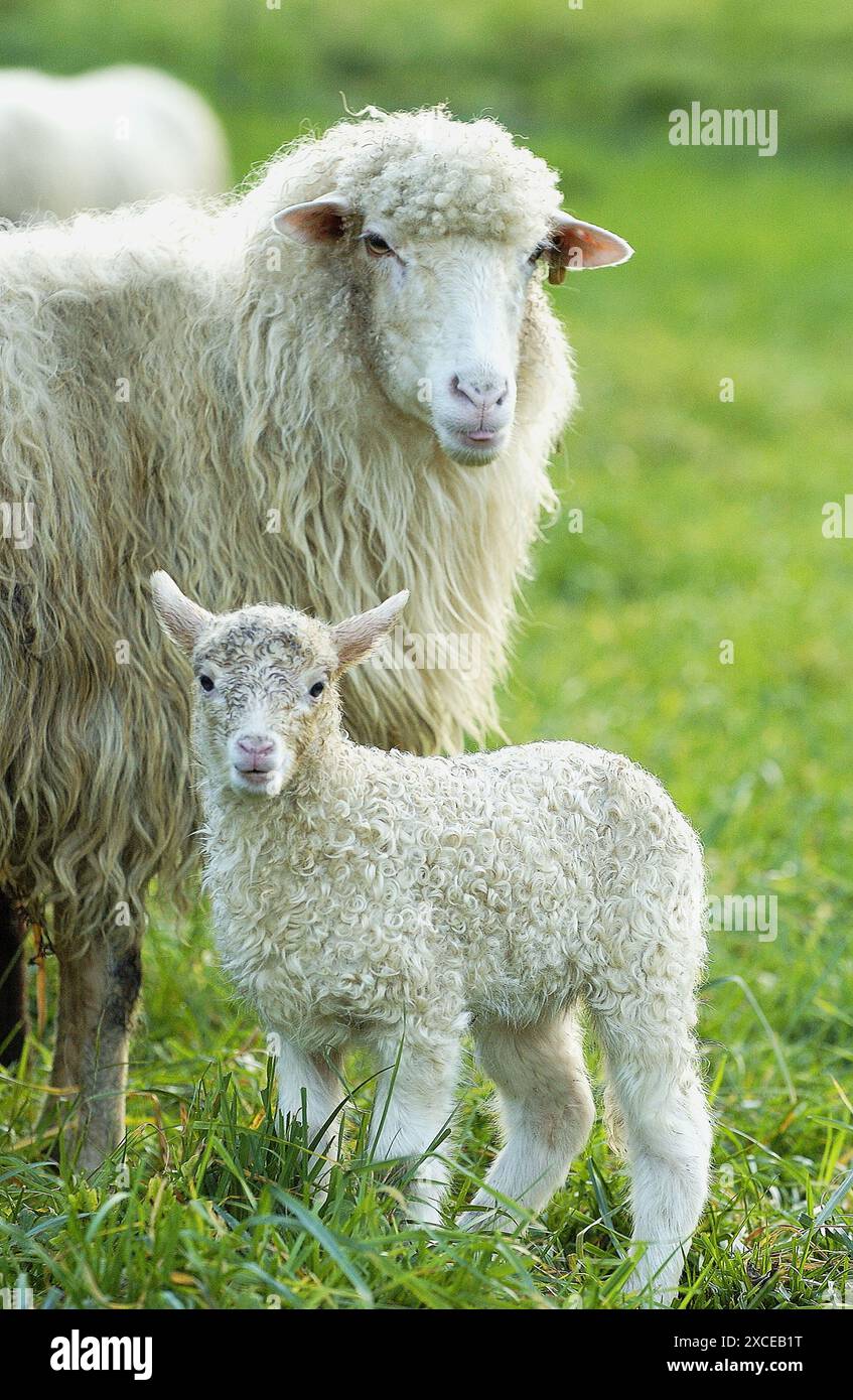´Latza´ sheep, adult and lamb. Legazpi. Guipúzcoa, Spain Stock Photo ...