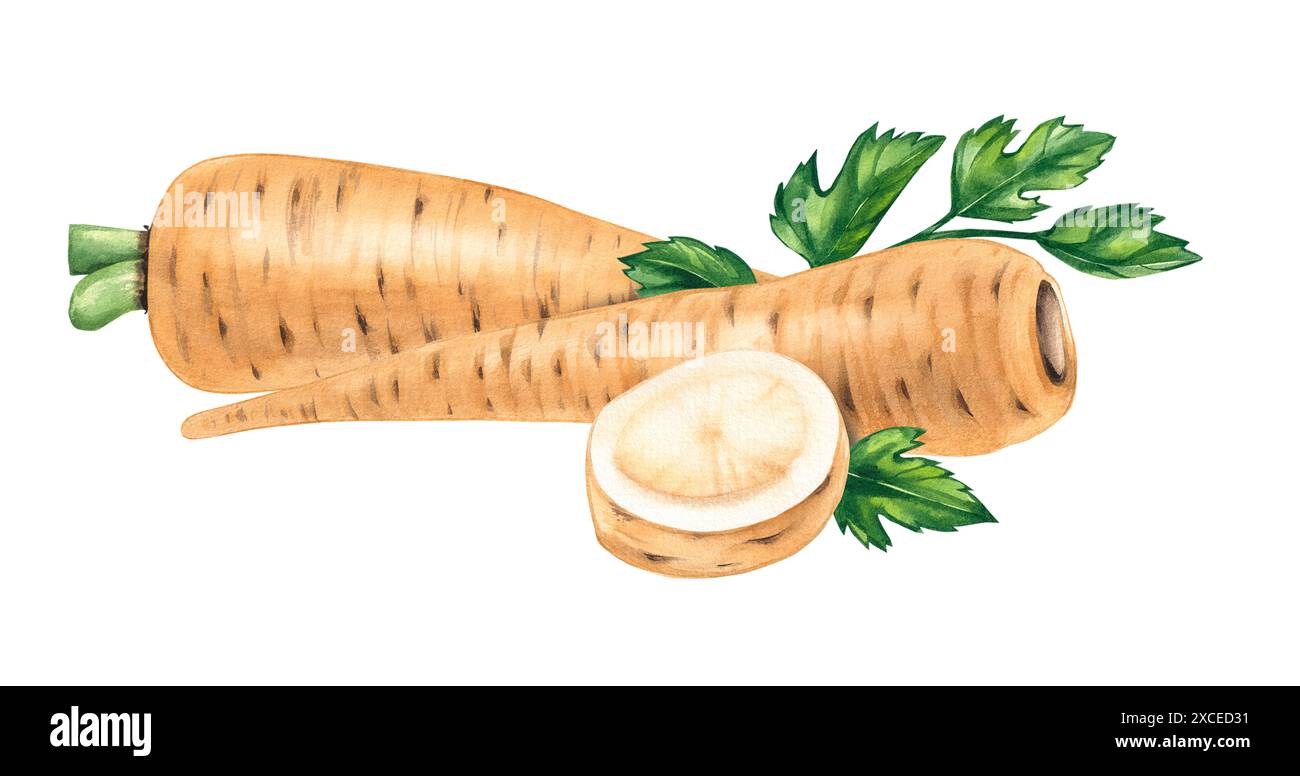 Parsnip watercolor vegetable plant gardening. Parsnips, carrots ...