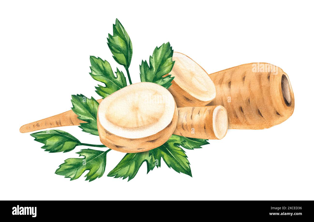 Parsnip watercolor vegetable plant gardening. Parsnips, carrots ...