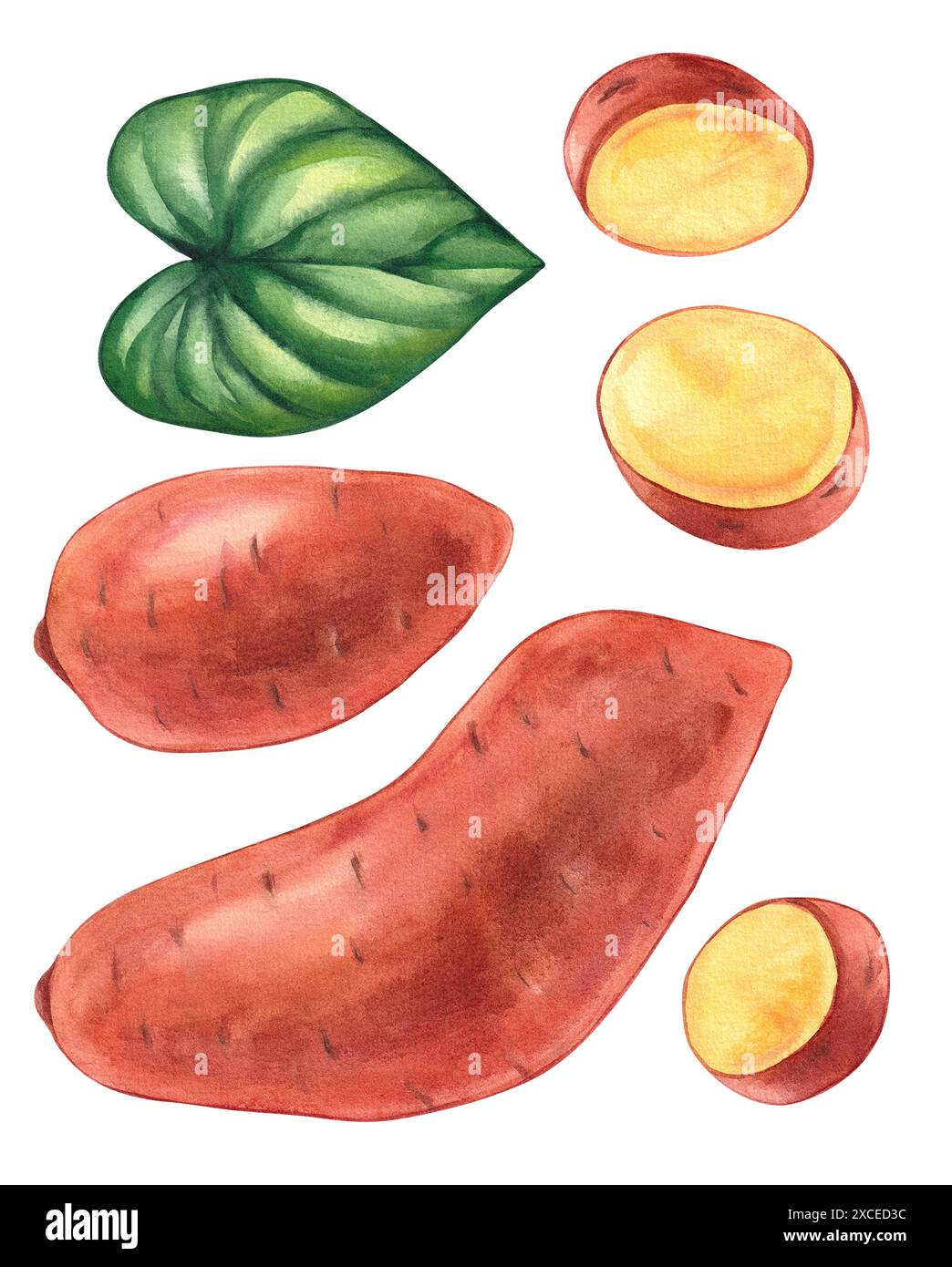 Watercolor babat, sweet potato, yam. Hand-drawn plant root with leaves ...