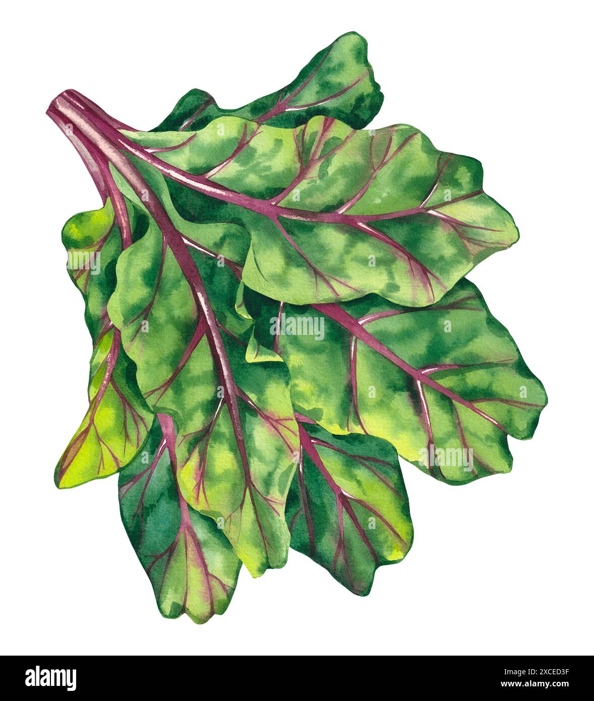 Watercolor beet leaves on a white background. Beetroot salad isolated ...