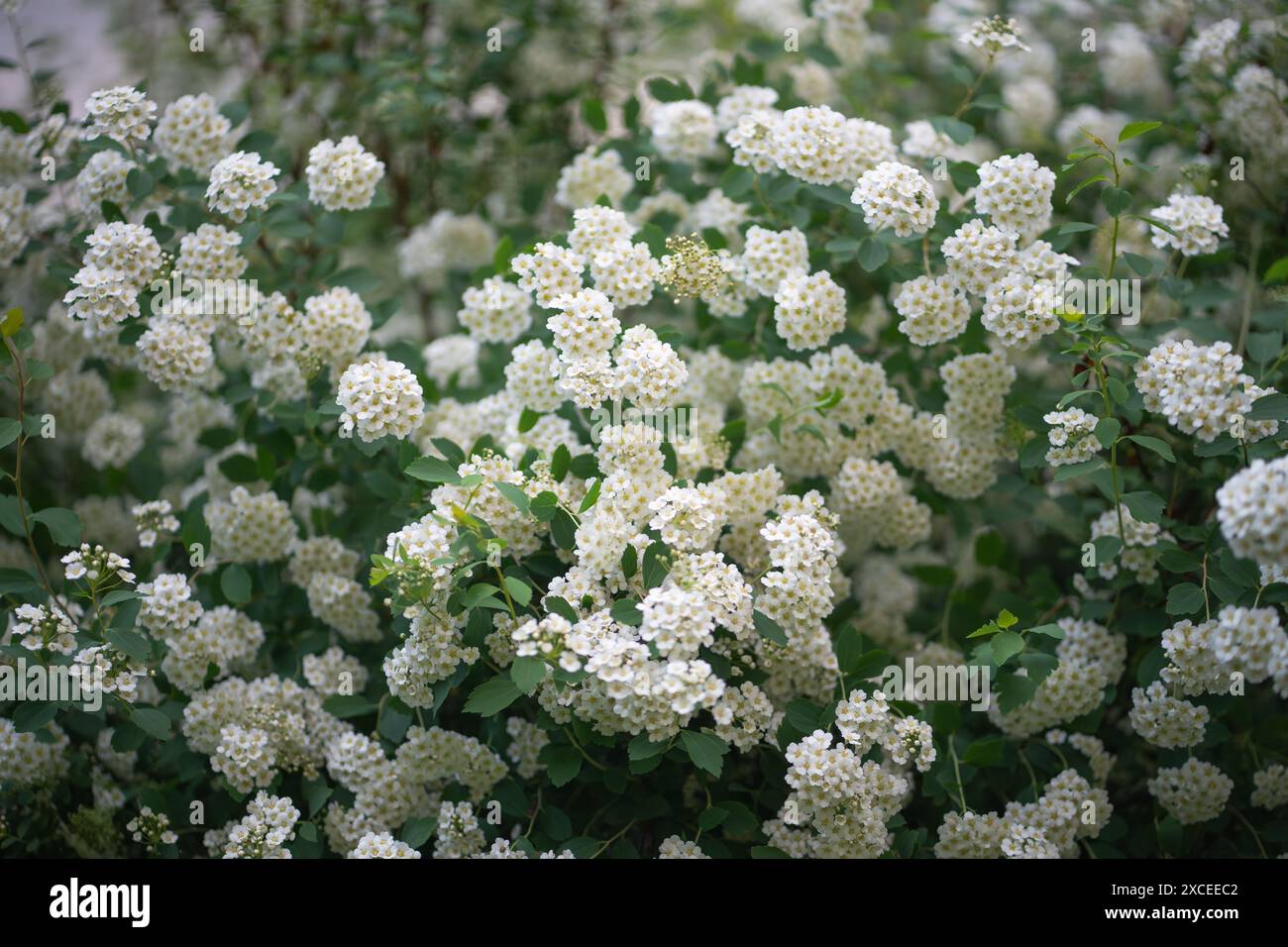 Blooming shrub with white flowers Spirea. Thunberg Spirea bush in ...