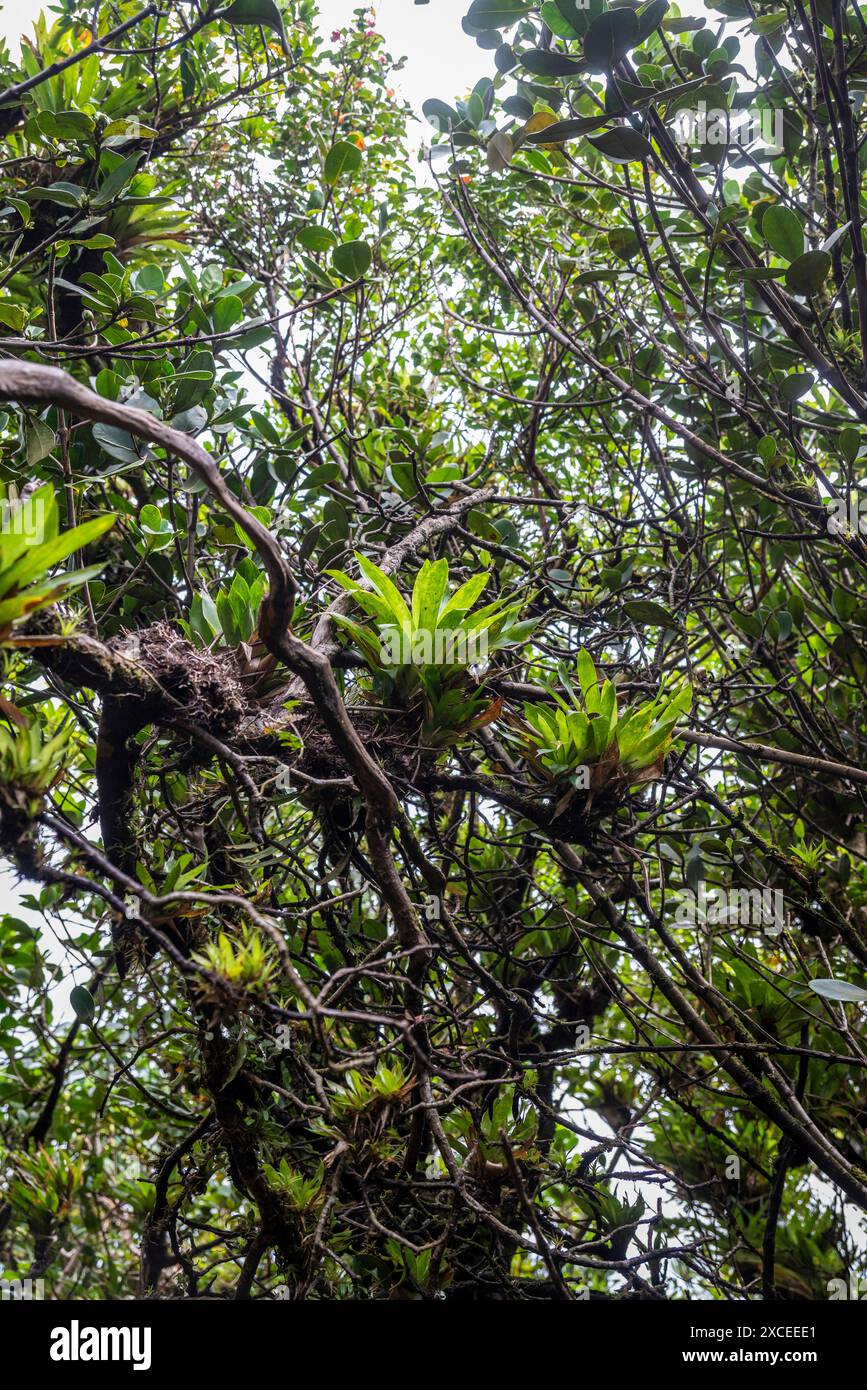 Mombacho Volcano Nature Reserve near the city of Granada, Mombacho’s ...