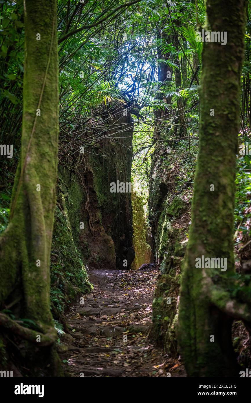 Natural tunnel, Mombacho Volcano Nature Reserve near the city of ...