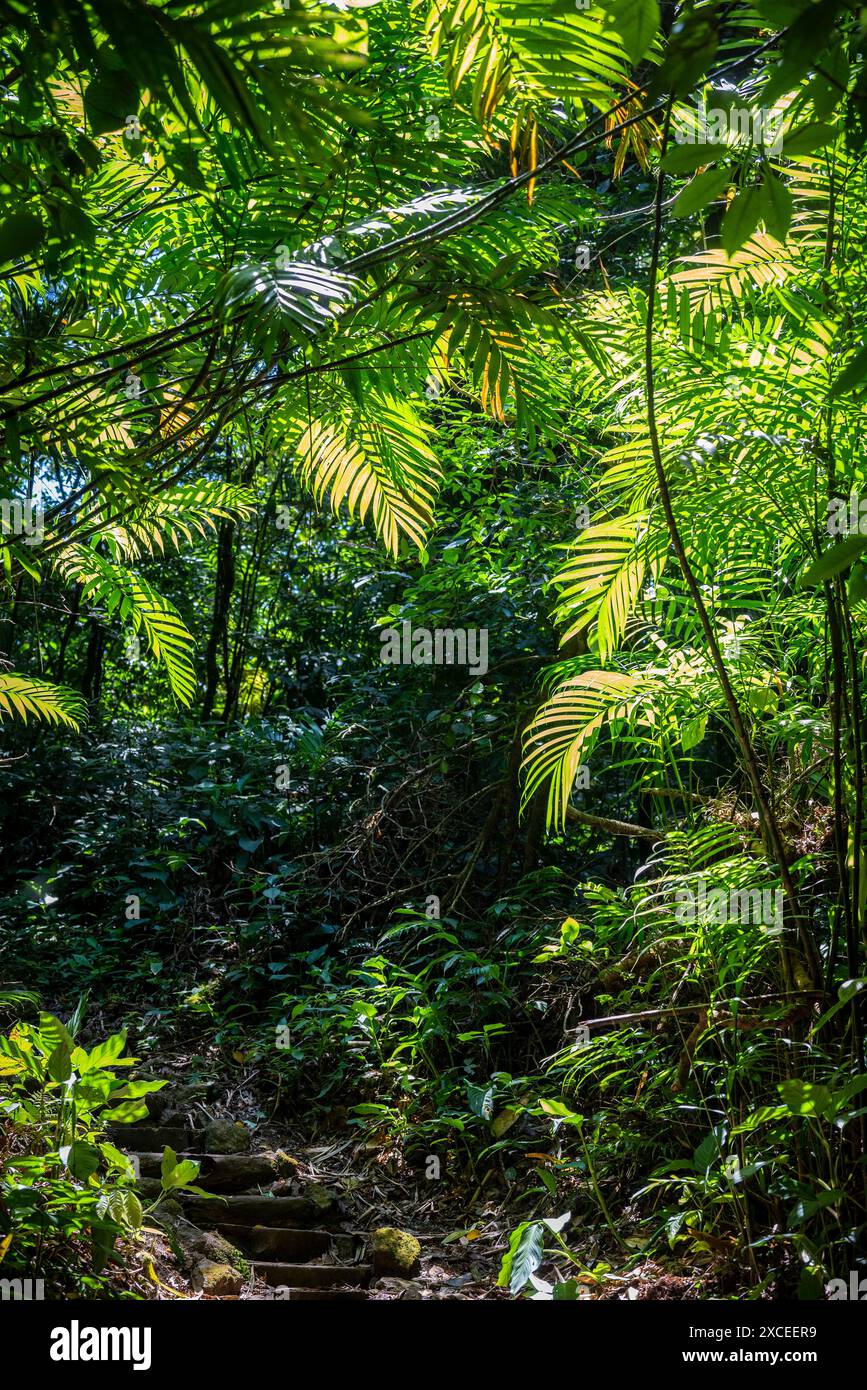 Mombacho Volcano Nature Reserve near the city of Granada, Mombacho’s ...