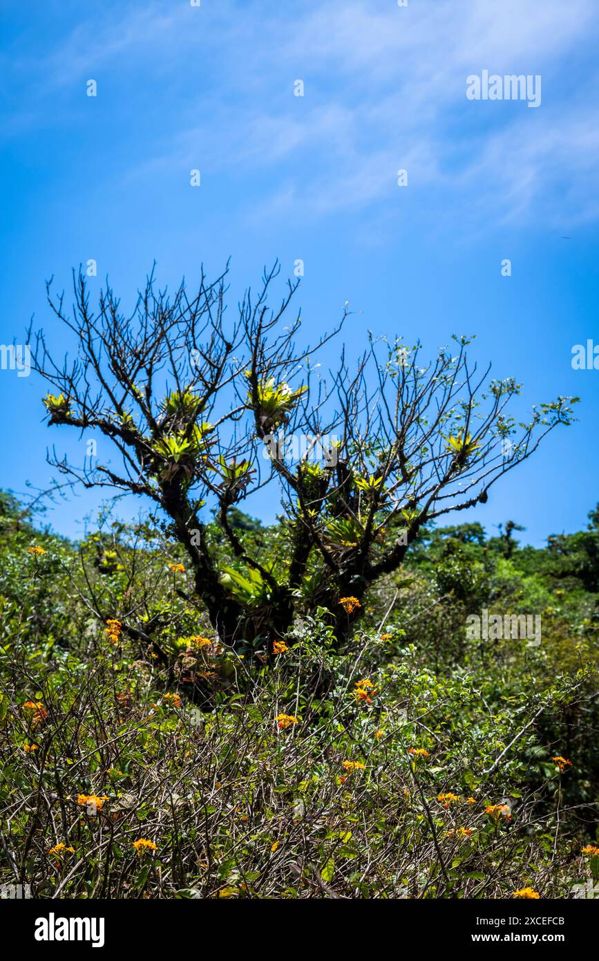 Mombacho Volcano Nature Reserve near the city of Granada, Mombacho’s ...