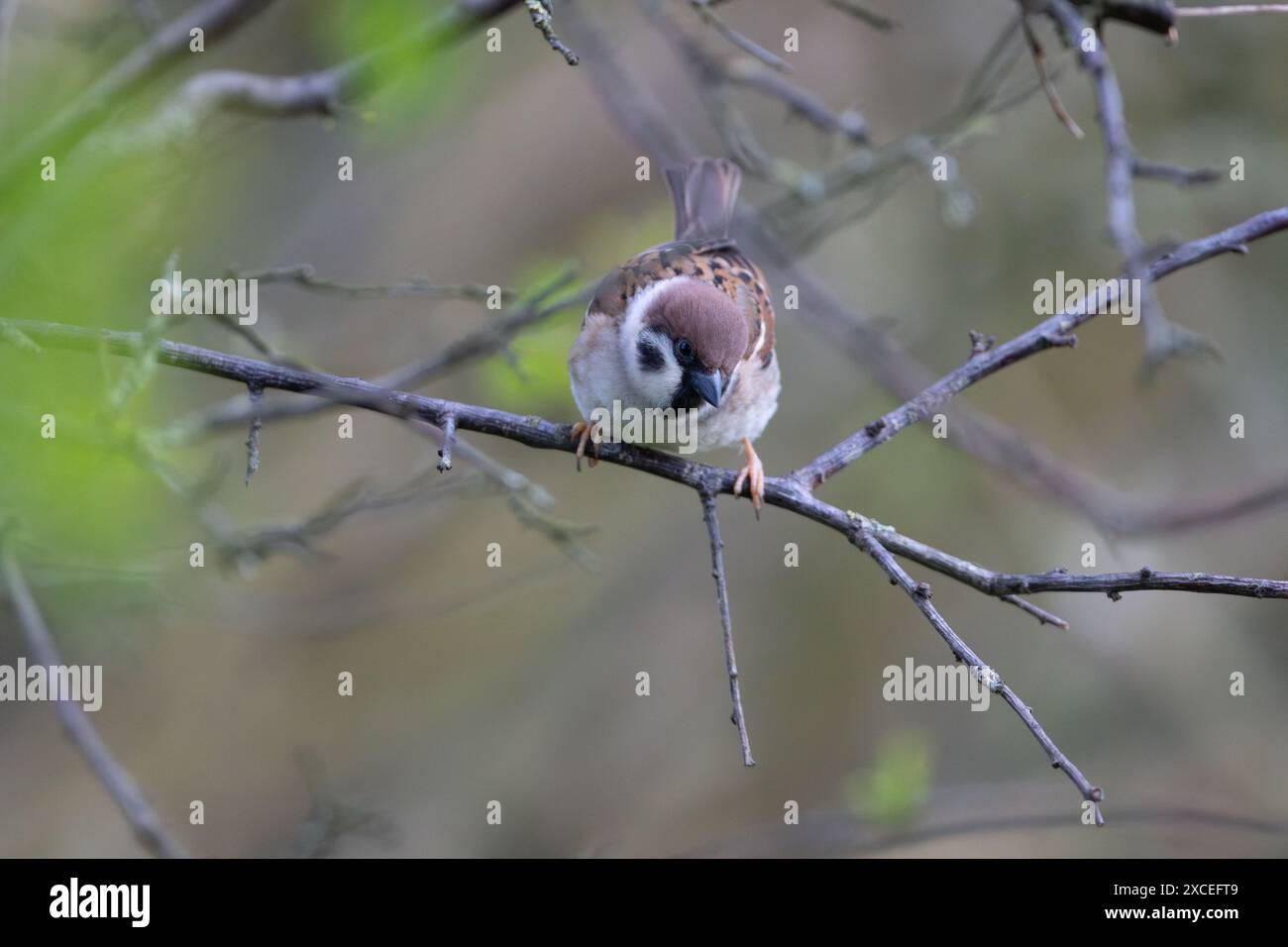 Tree Sparrow looking down from a twig Stock Photo - Alamy