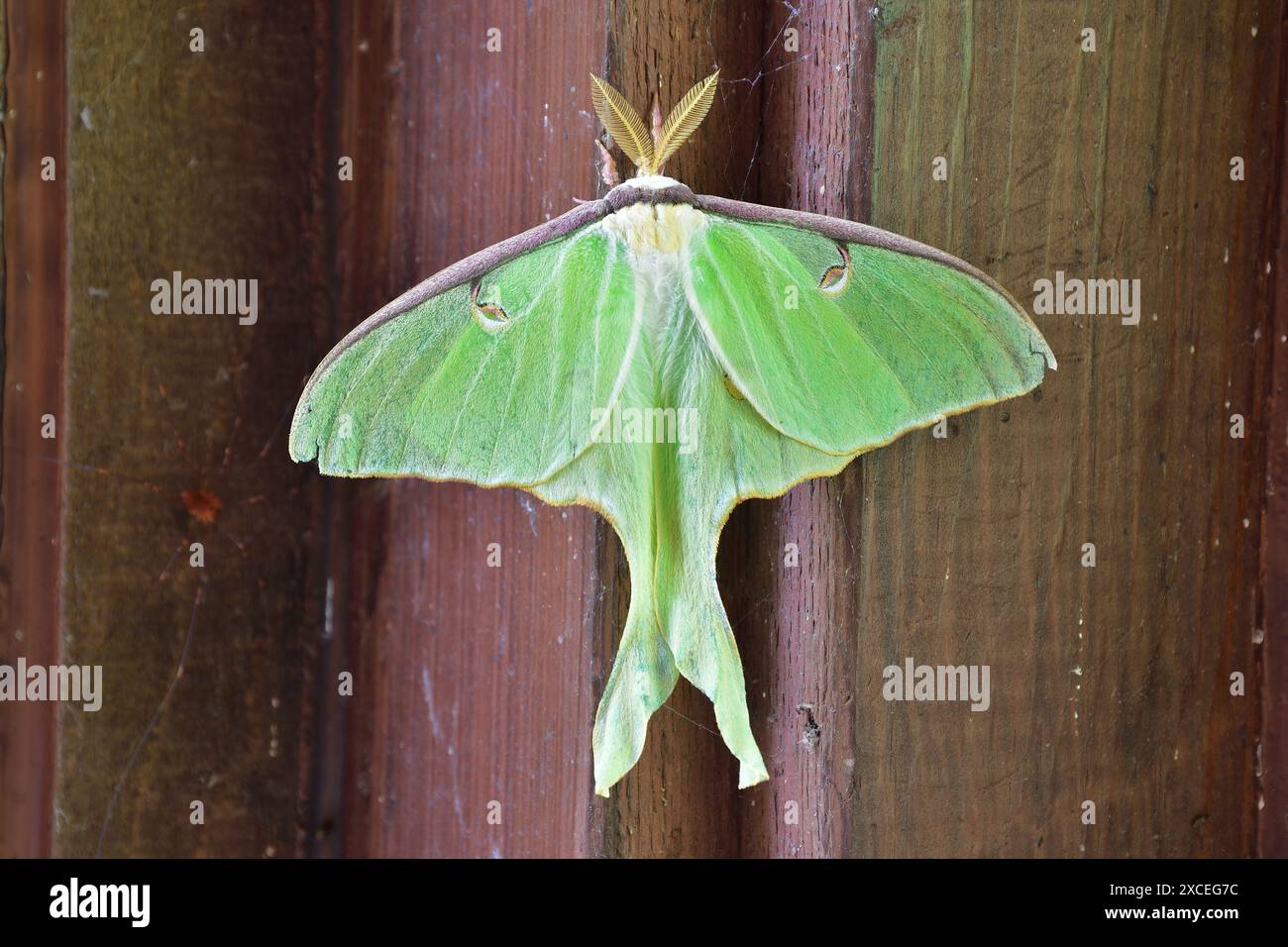 The luna moth, also called the American moon moth. The moth has lime ...