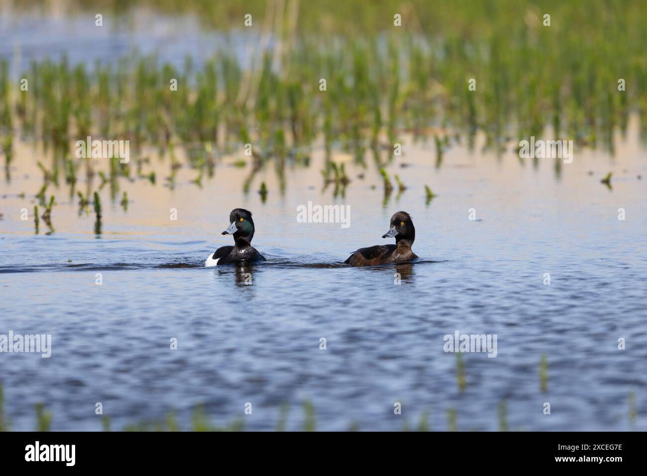 Male and Female Tufted Ducks swimming on a lake, County Durham, England ...