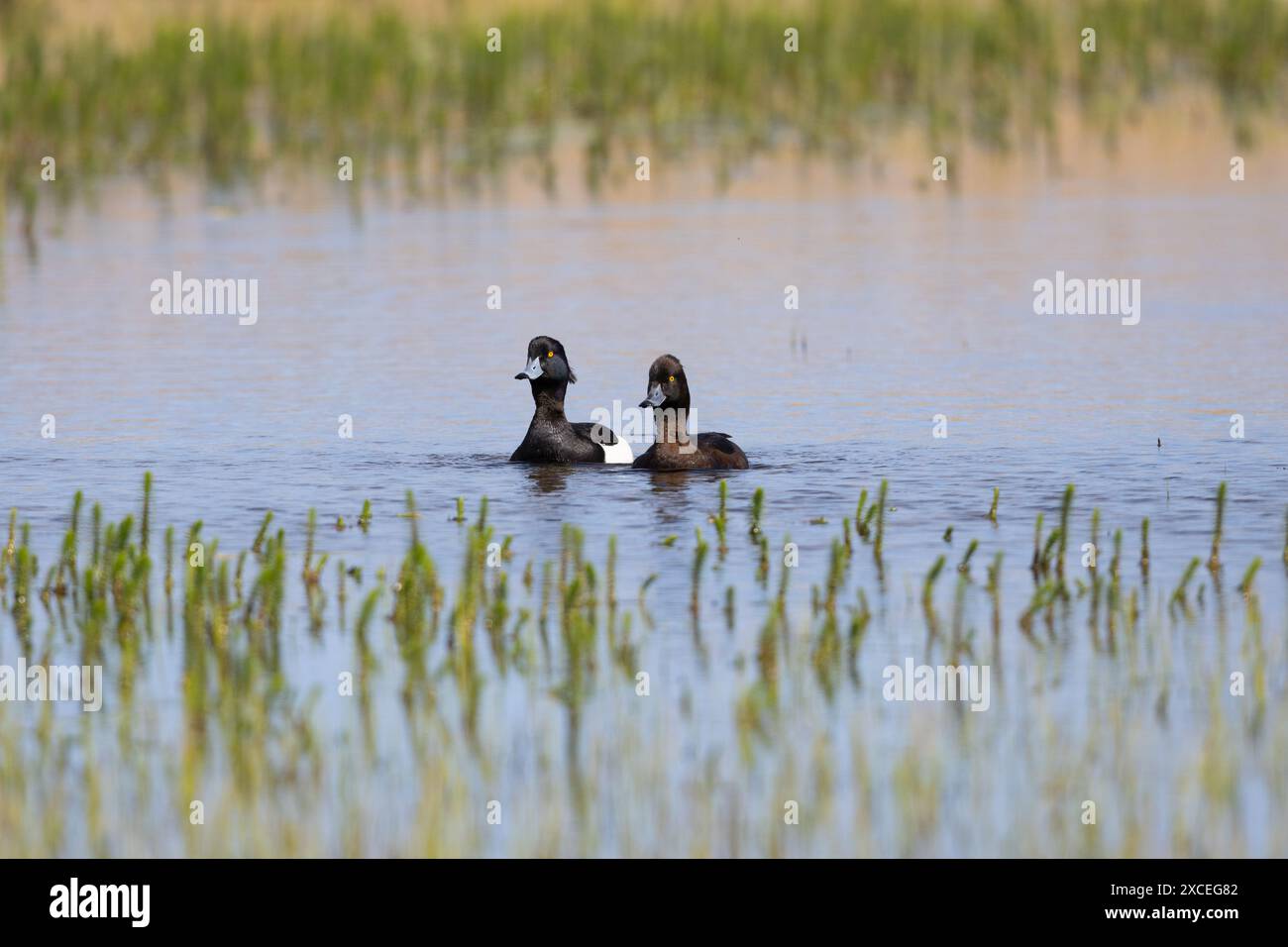 Male and Female Tufted Ducks swimming on a lake, County Durham, England ...