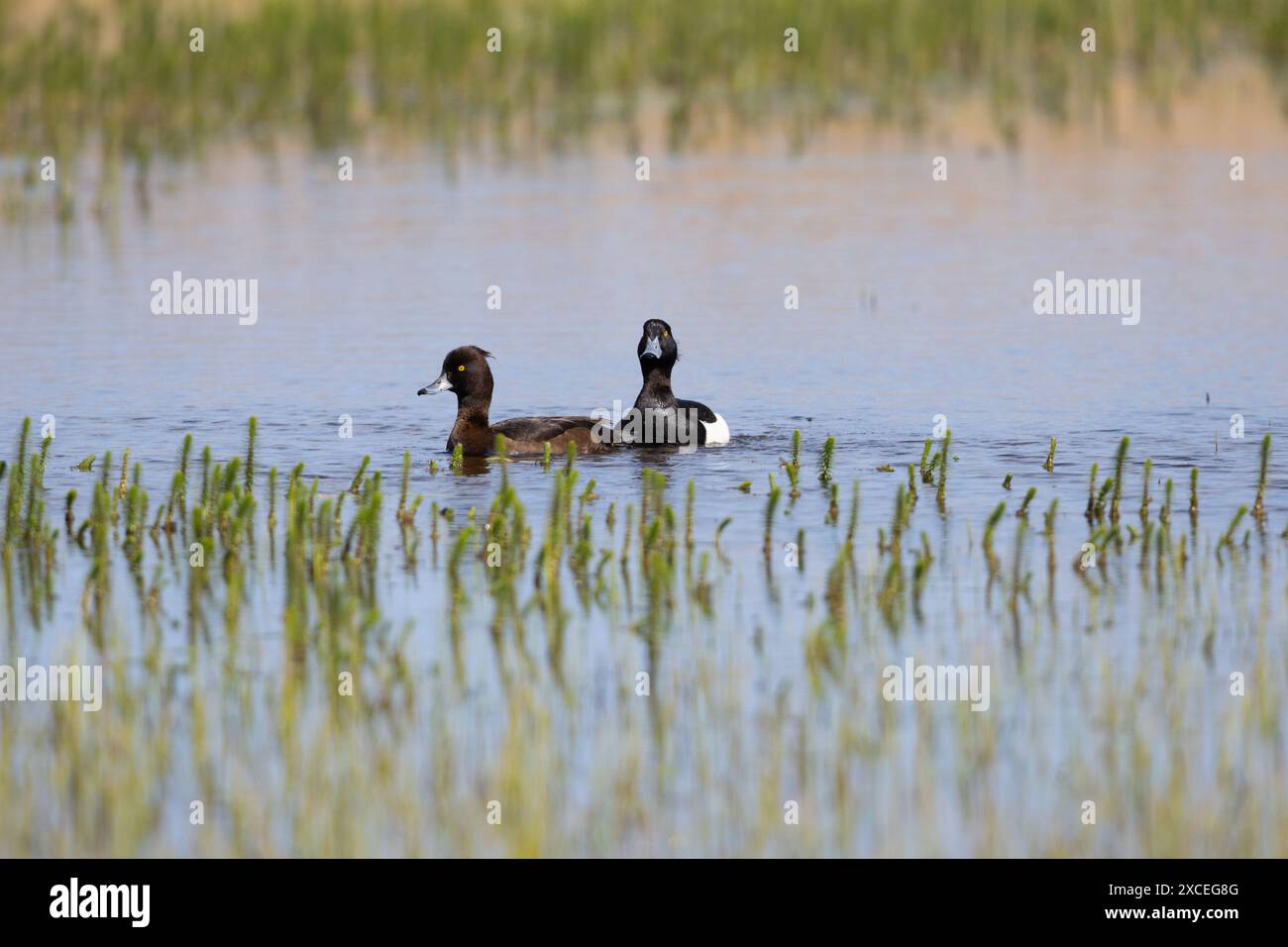 Male and Female Tufted Ducks swimming on a lake, County Durham, England ...