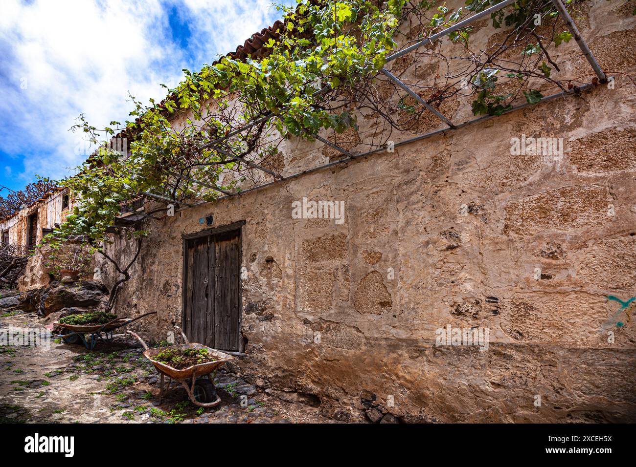 spanish bee pollinating a flower Stock Photo - Alamy